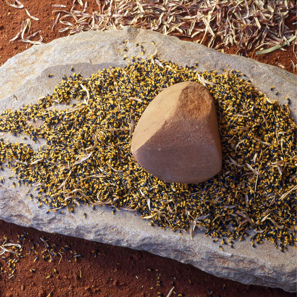 Aboriginal Foods List | Warndu
