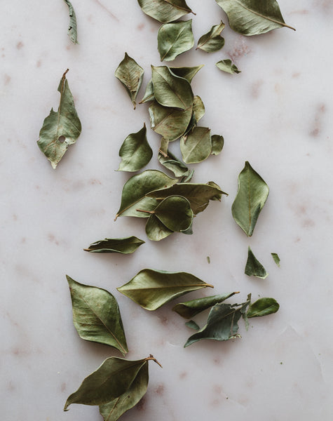 Cinnamon Myrtle Food Uses | Warndu