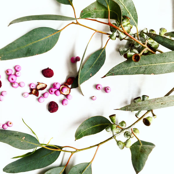 Stories in Art and Lemon Myrtle Blessings Podcast | Warndu