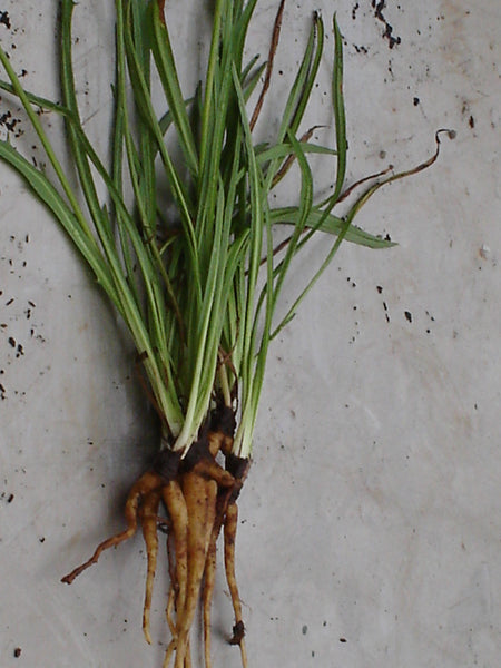 Murnong Food Uses | Warndu