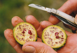 Native Orange Food Uses | Warndu