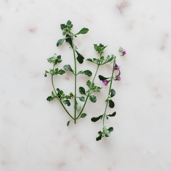 where does native thyme grow