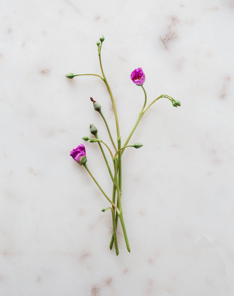 Parakeelya Food Uses | Warndu