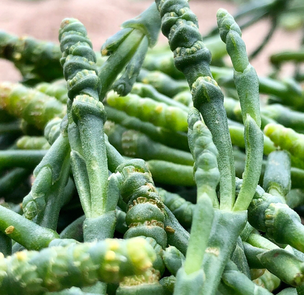 AMJ Produce | Warndu