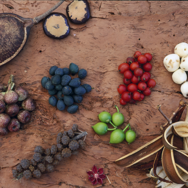 Australian Bush Food | Warndu