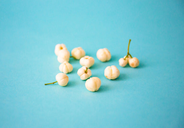 White Aspen Food Uses | Warndu