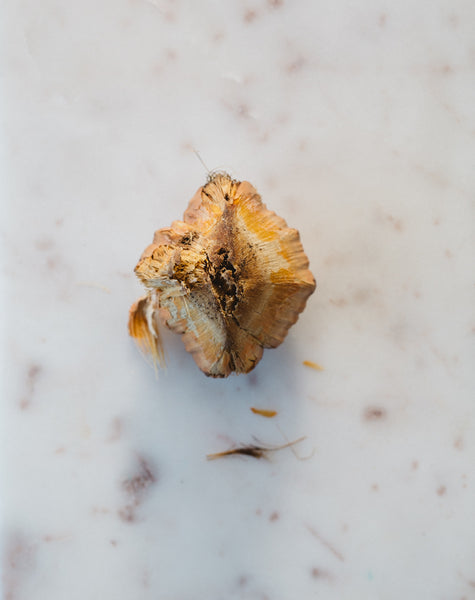 Pandanus Food Uses | Warndu