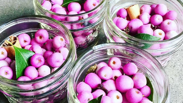 Recipe: How to Pickle Lilly Pilly | Warndu
