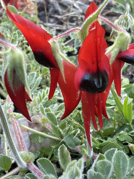 Wildflowers - Sturt Pea | Warndu
